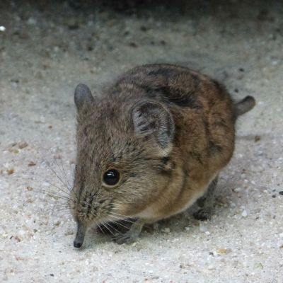 A day short and a dollar late – Mad Genius Club