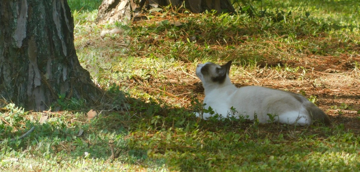 Catching the Squirrel – Mad Genius Club