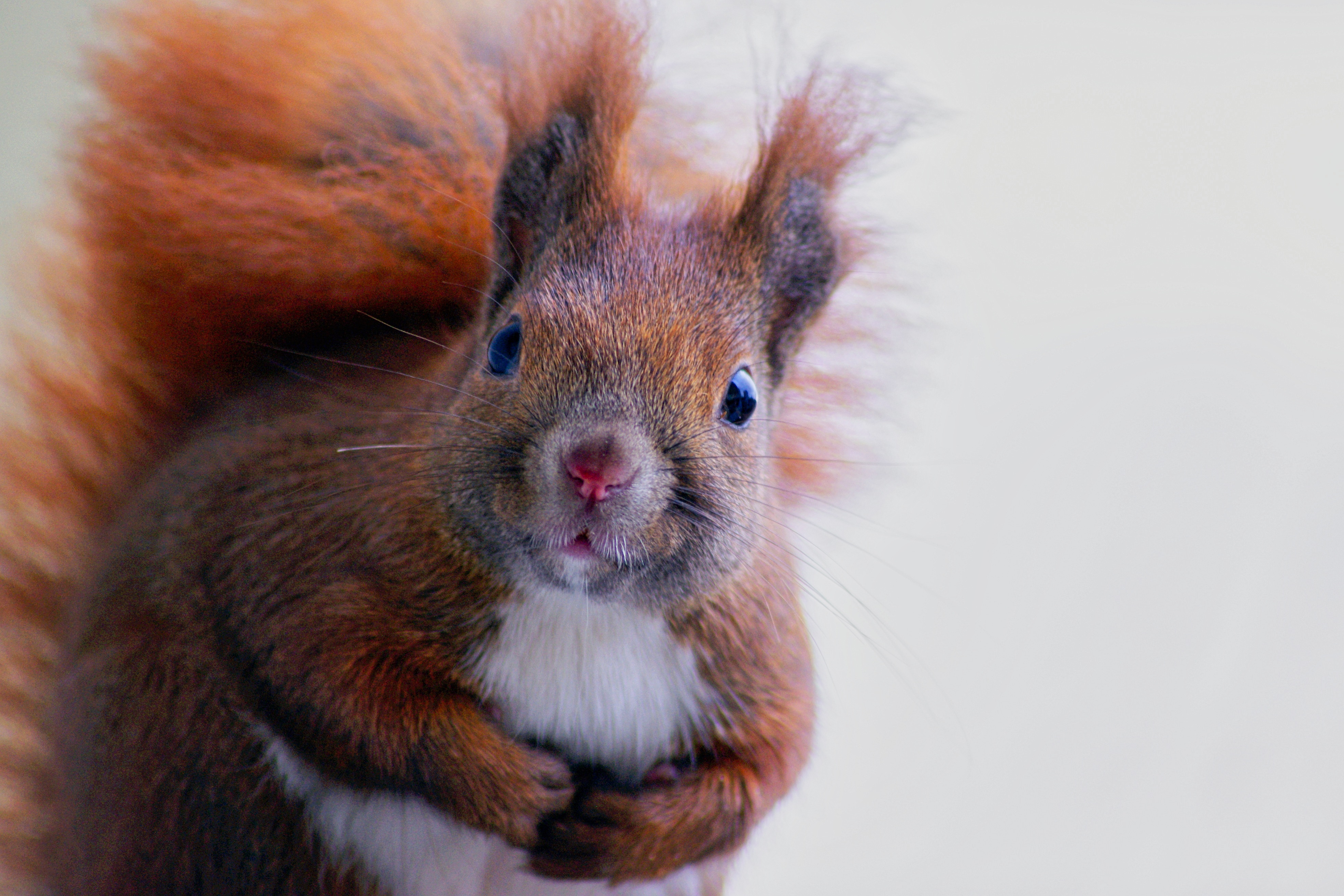 Squirrel! – Mad Genius Club