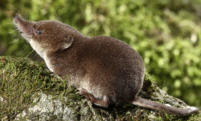 Non-player characters (NPCs) in your fiction – Mad Genius Club